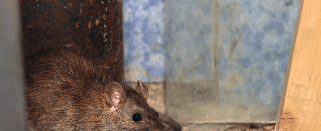 November 2022 Blogs | Hilton Head Exterminators